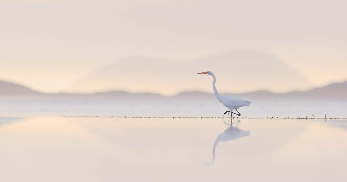 14 tips for improving your wildlife photography - Affinity Spotlight