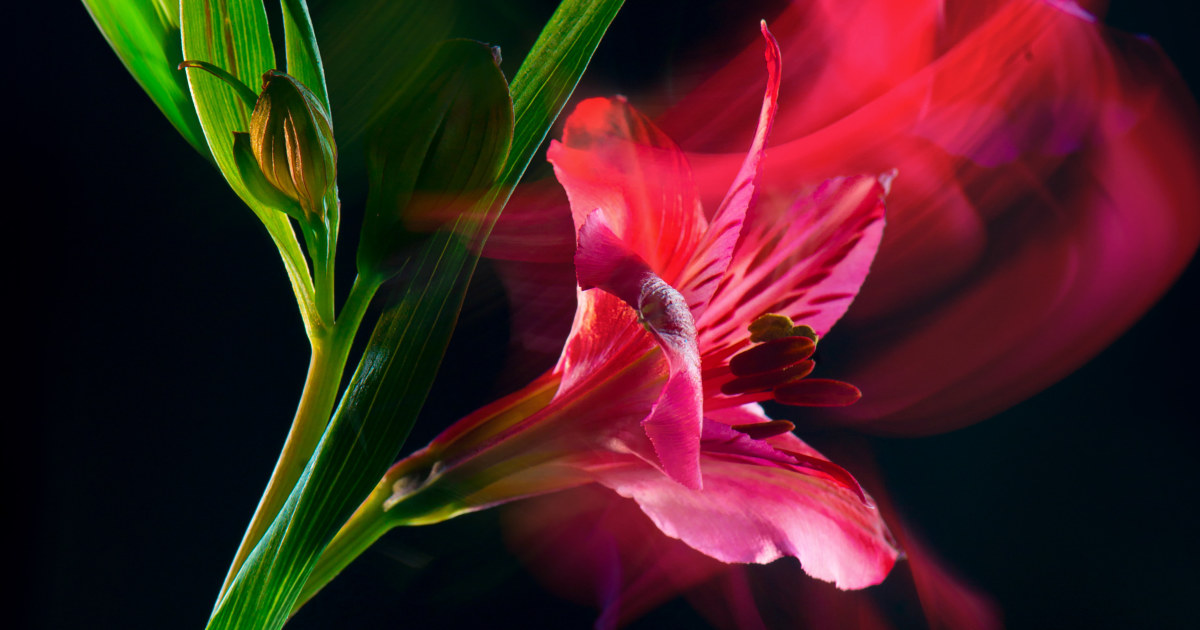 How to create a dynamic flower photo composition - Affinity Spotlight